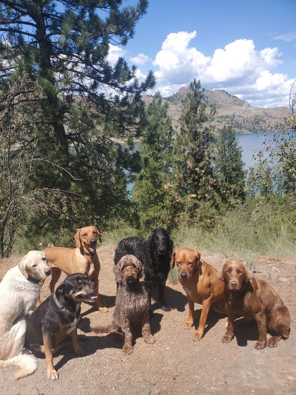 Pets Day Care Center - Laughing Dog Kennels